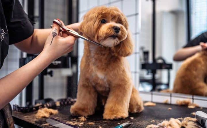 Dog Grooming Website Design | Affordable Web Design For $995